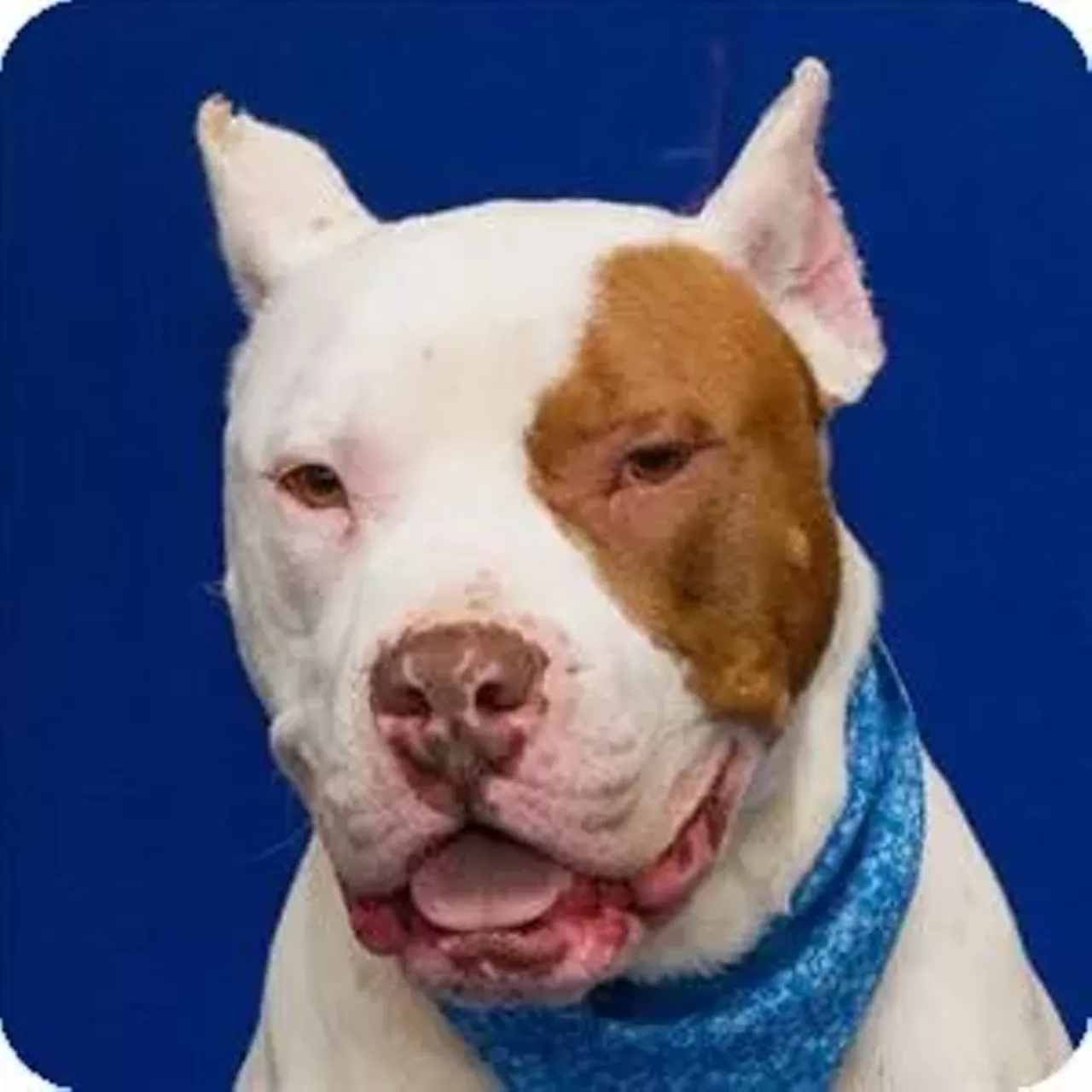 The 41 Most Adorable Dogs Currently Up for Adoption at the Michigan ...