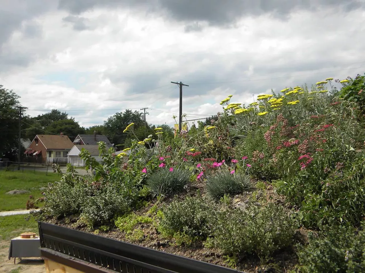 Detroit in bloom: a look at the city's urban farms and gardens